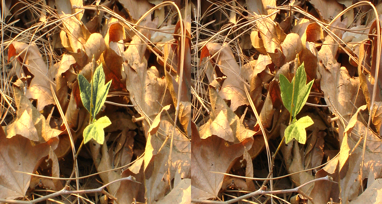 3dDigitalPhoto.Com Crossviewing Tutorial