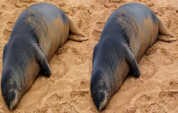 3dDigitalPhoto.Com Crossviewing Tutorial