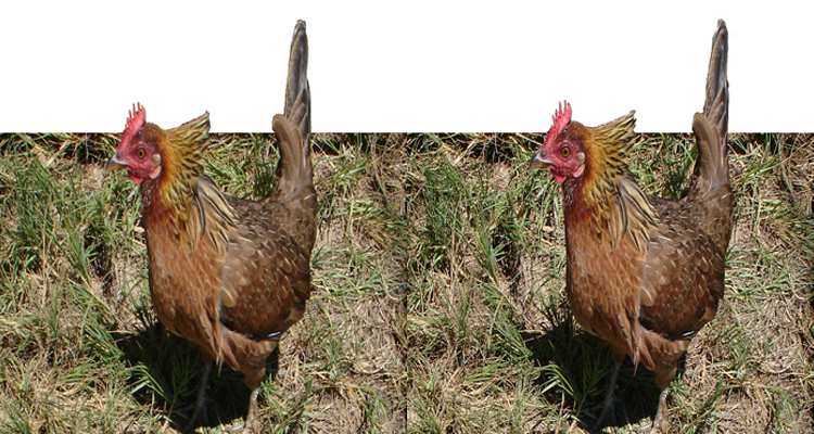 3dDigitalPhoto.Com Crossviewing Tutorial