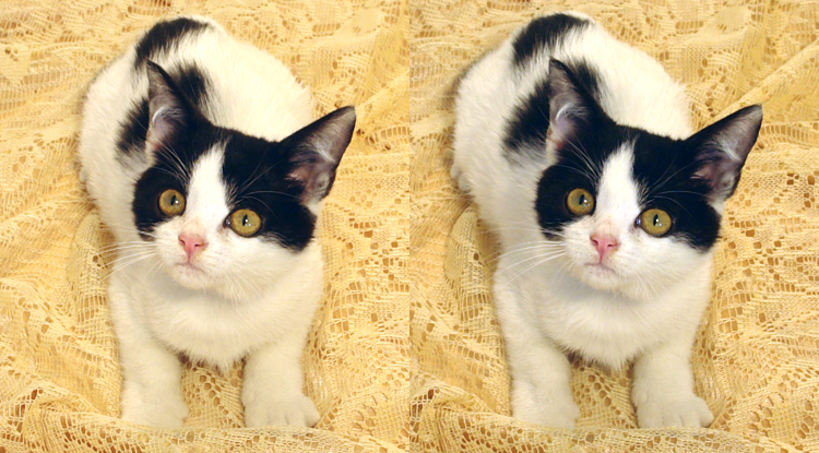 3dDigitalPhoto.Com Crossviewing Tutorial