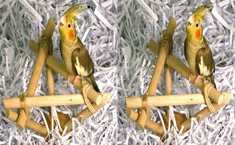 3dDigitalPhoto.Com Crossviewing Tutorial